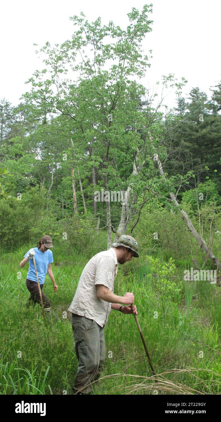 Biologists from the U.S. Fish and Wildlife Service search for bog ...