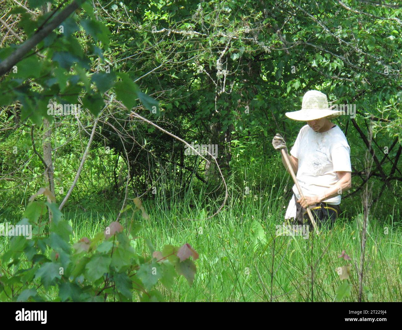 The bog turtle is the smallest turtle in North America. The species is ...