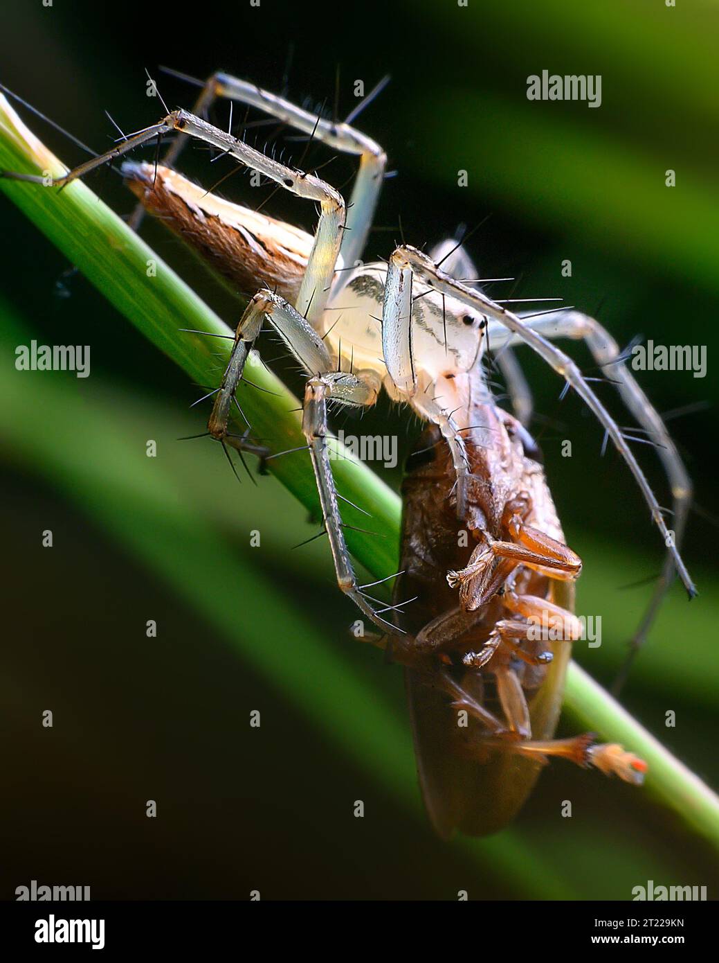 spider extreme close up Stock Photo - Alamy
