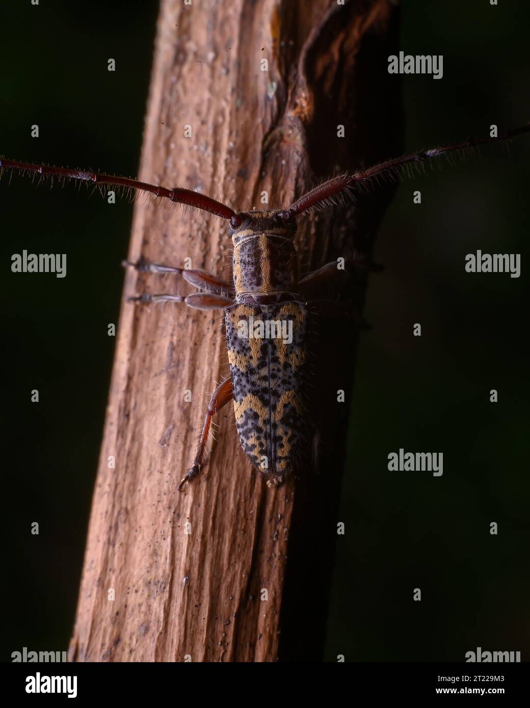 Close up images of insects hi-res stock photography and images - Alamy