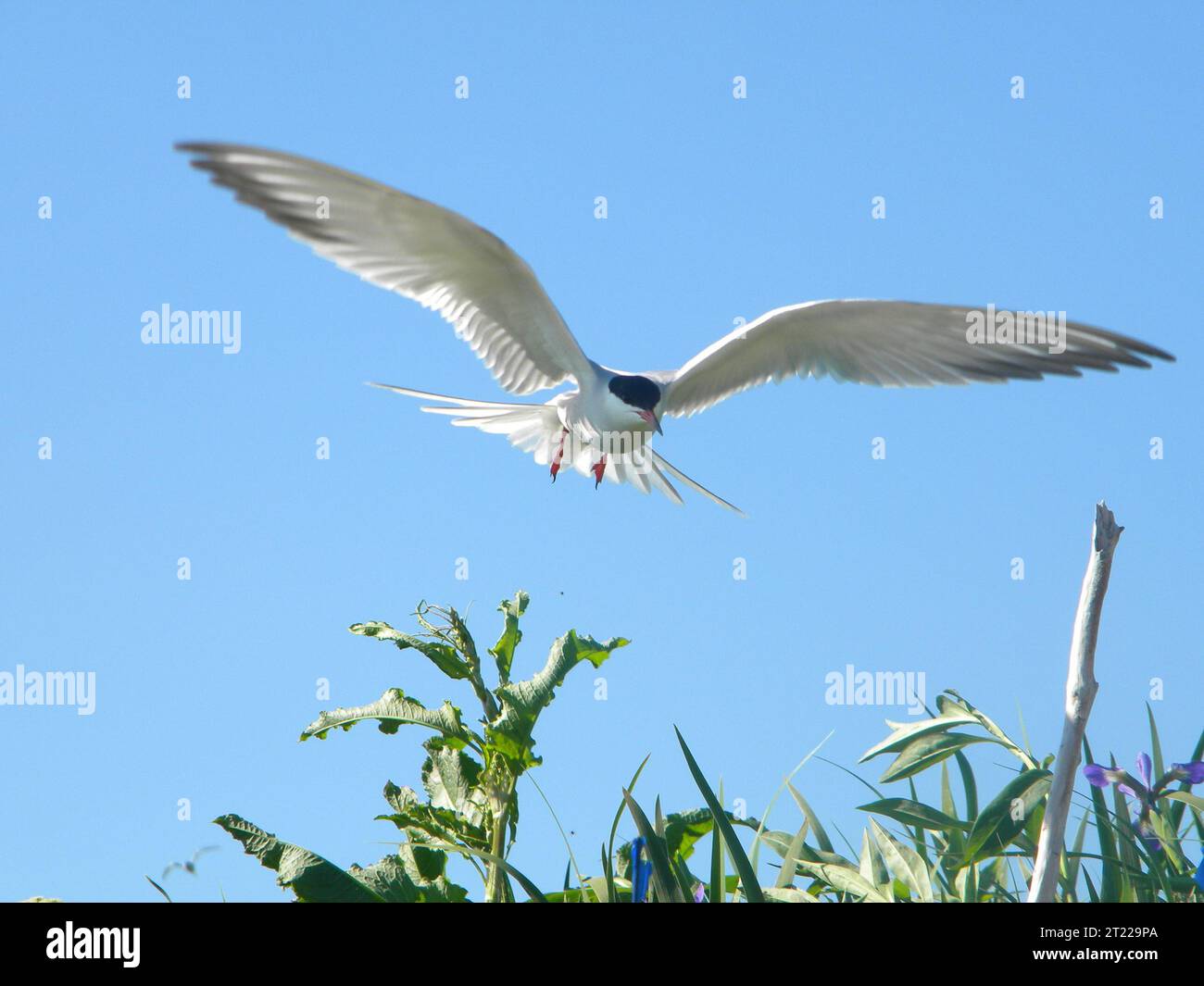 A Common Tern flies above the waters of Petit Manan Island, part of the ...