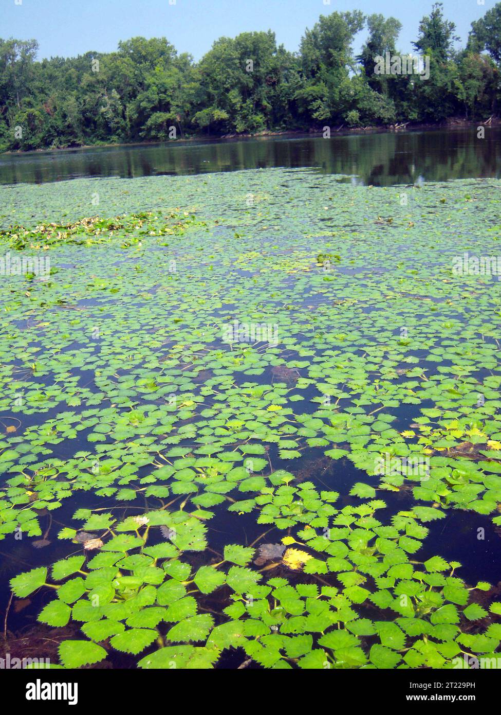 Invasive water chestnut in Oxbow lake, Easthampton, MA. Subjects: Lakes ...
