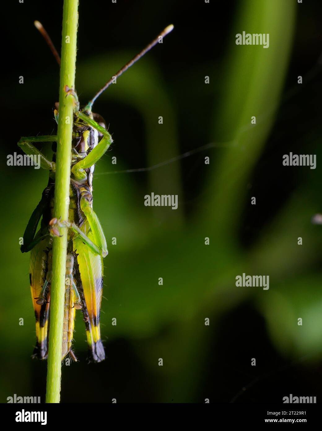 Close up images of insects hi-res stock photography and images - Alamy