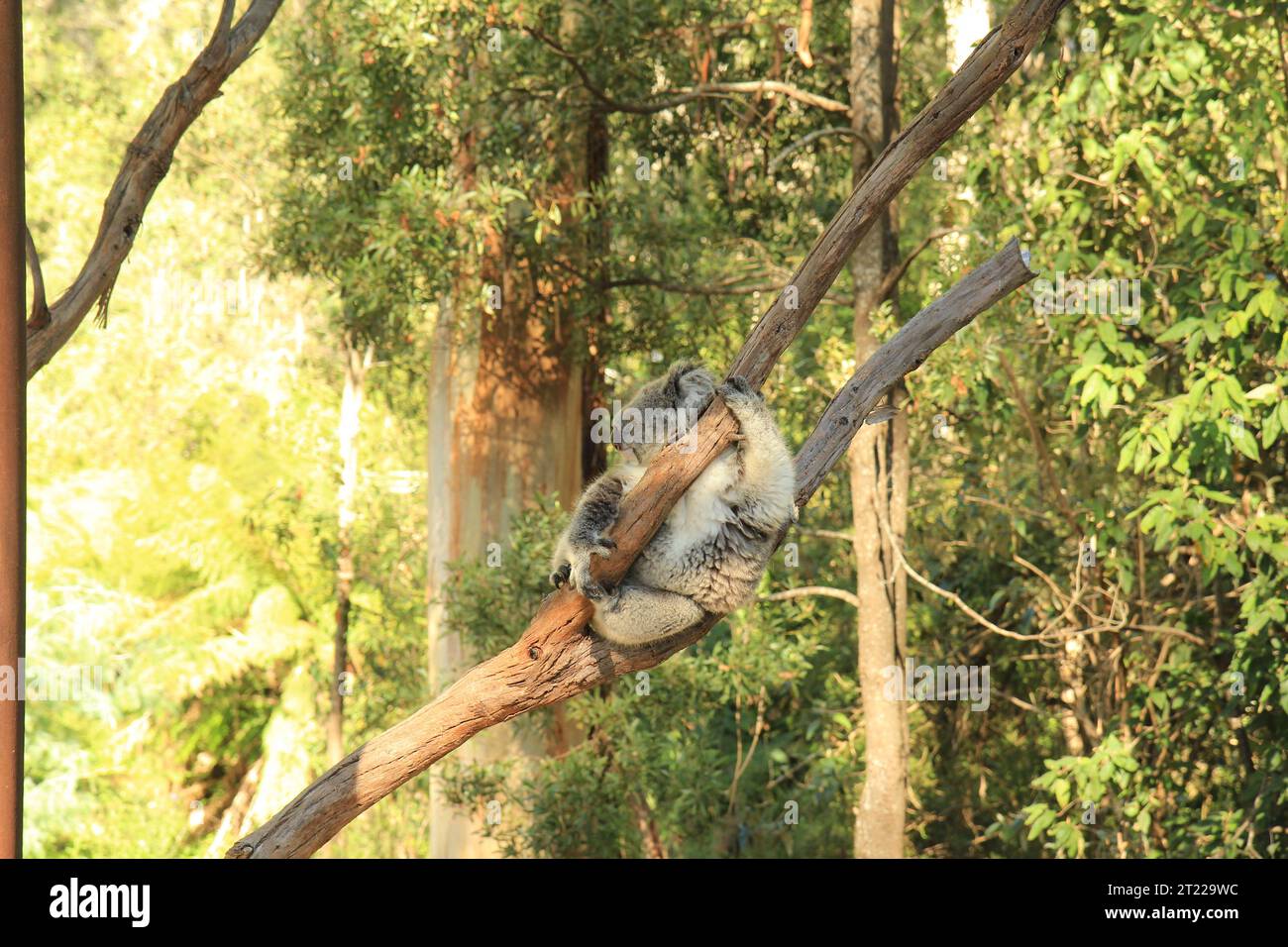 This arboreal herbivorous marsupial Koala bear native of Australia ...