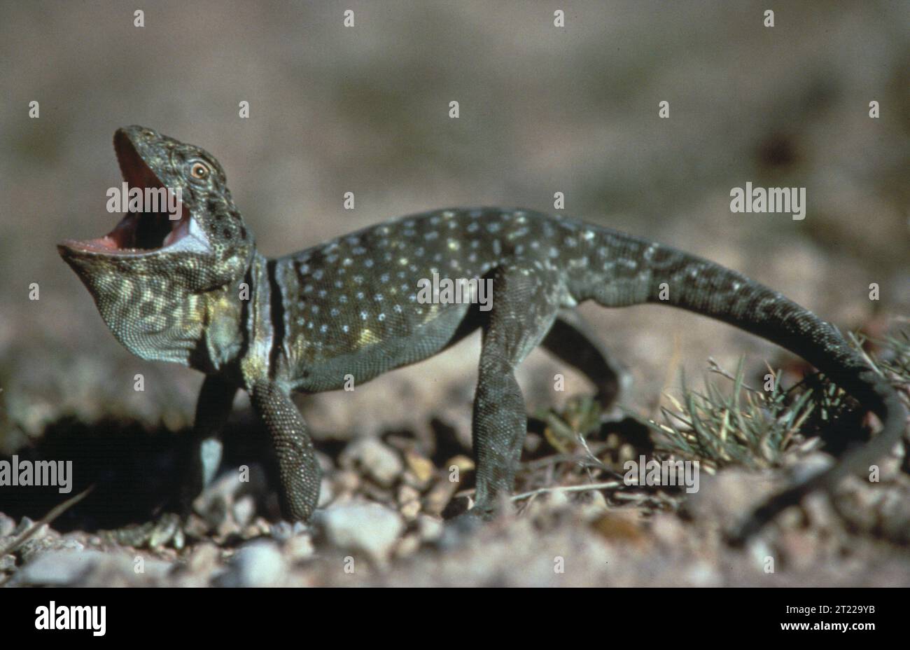 Collared lizard mouth open hi-res stock photography and images - Alamy