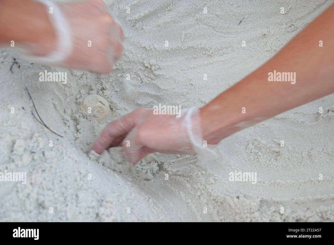 Port St. Joe, FL: University of Florida students dig for sea turtle ...