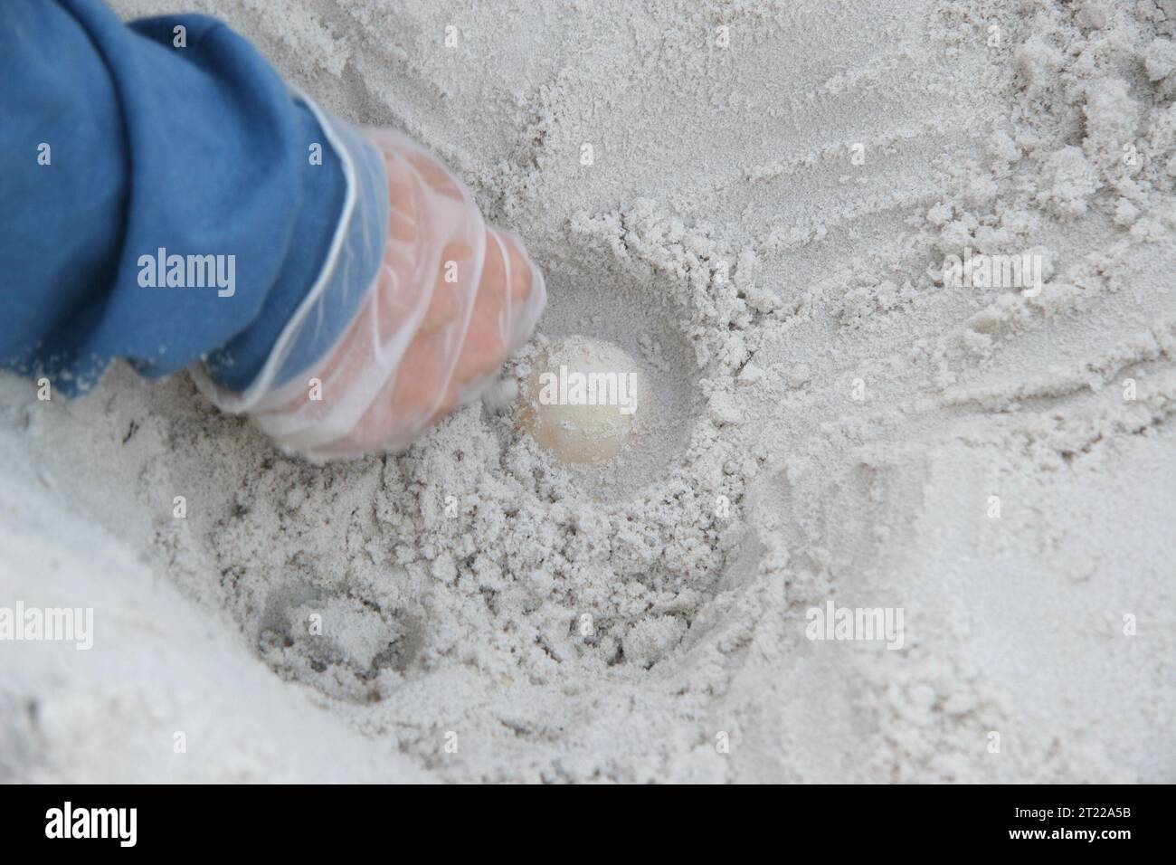 Port St. Joe, FL: University of Florida student Hope Ronco circles ...
