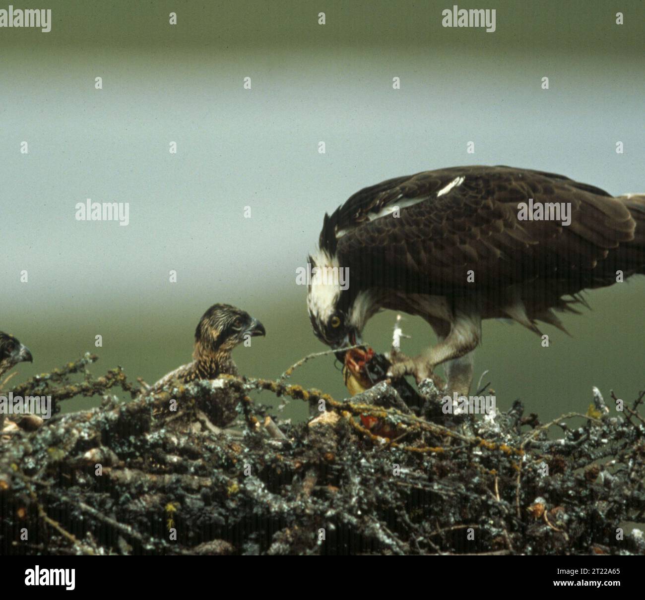 Raptors thrive hi-res stock photography and images - Alamy