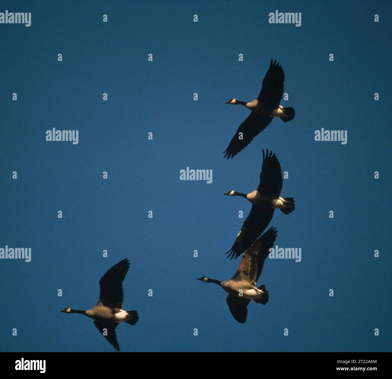A flock of Canada geese flies in V-shaped formation across the sky ...