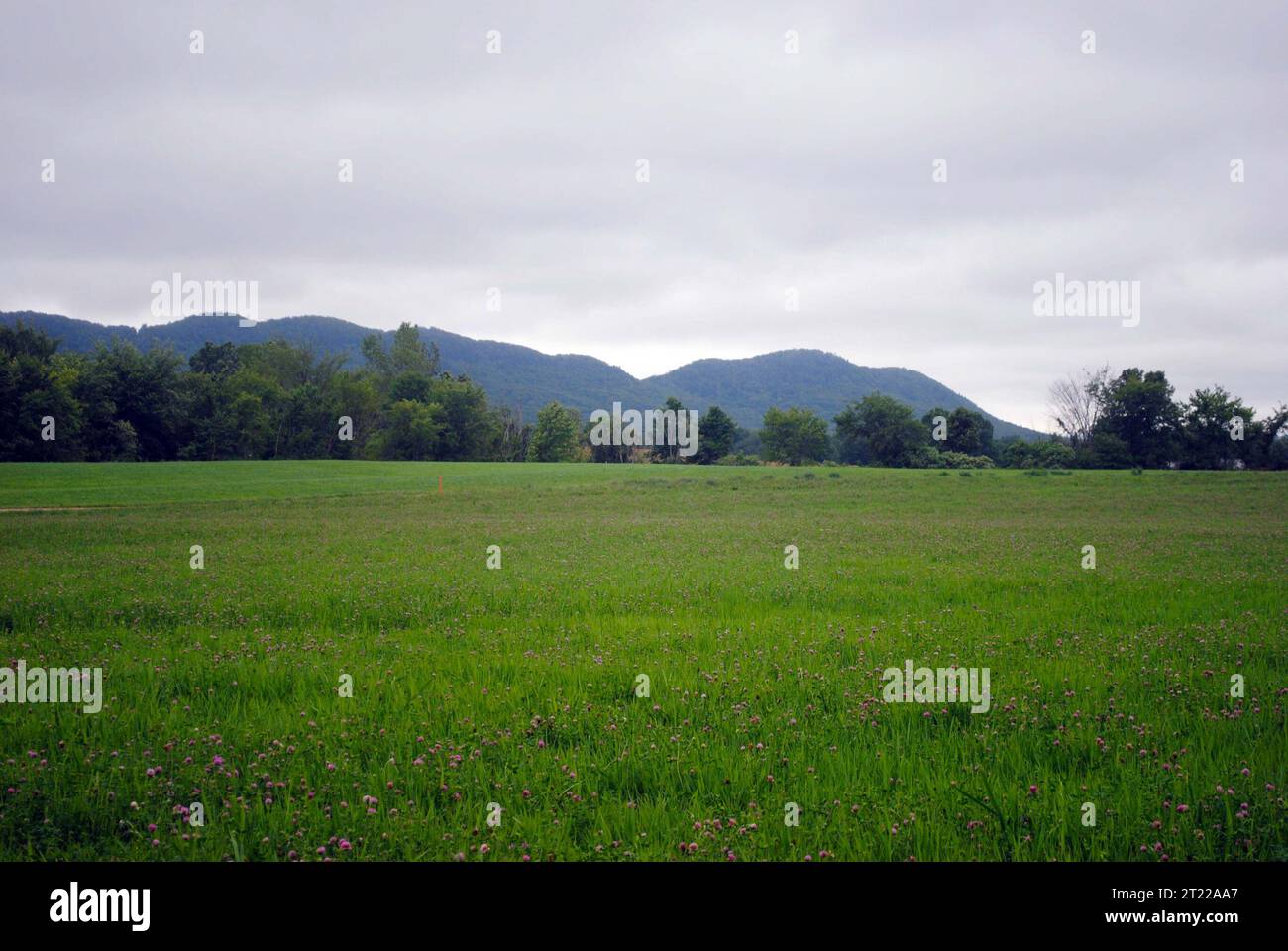 Holyoke Range mountains behind field of red clover, Hadley, Ma ...
