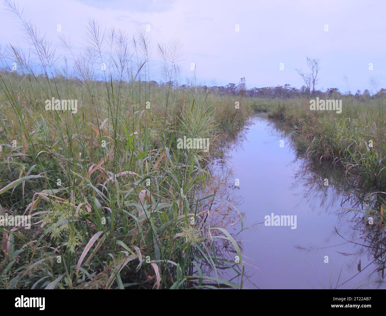 A wild rice field is pictured at Waccamaw National Wildlife Refuge, SC ...