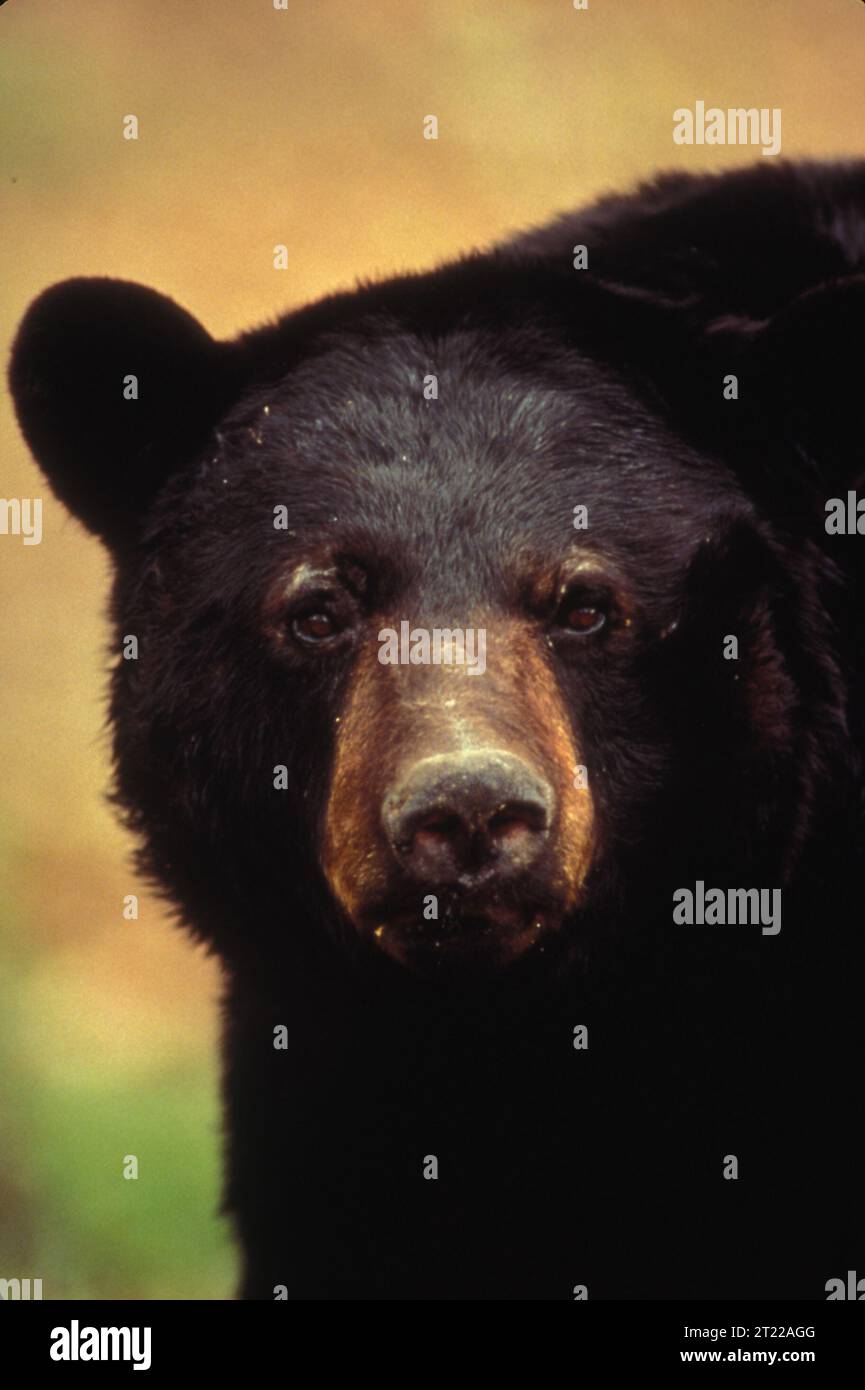 Swamp black bear hi-res stock photography and images - Alamy