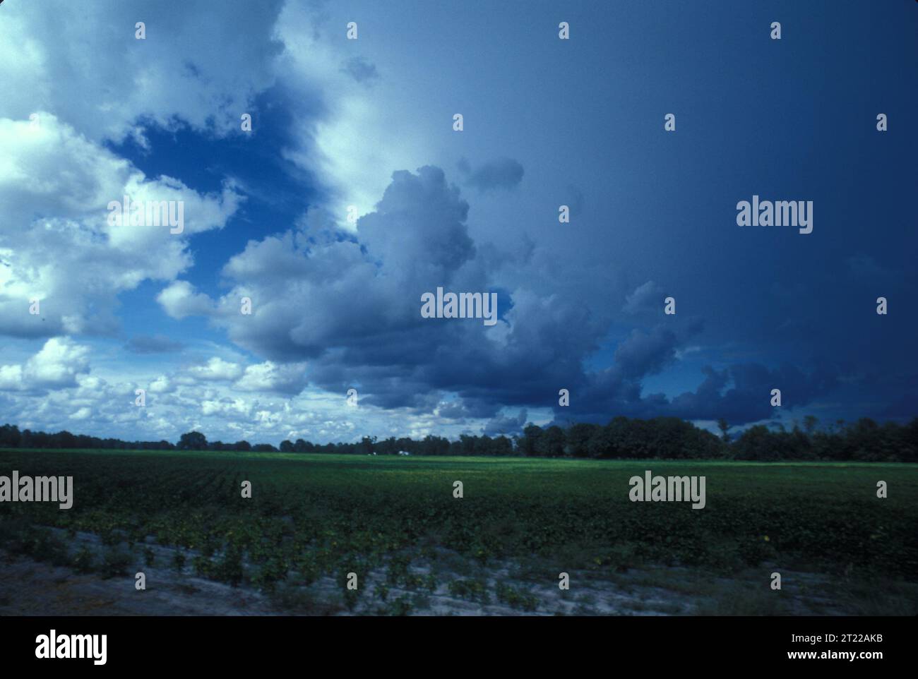 Expansive view of farm land on coastal pains in Florida with crops in ...
