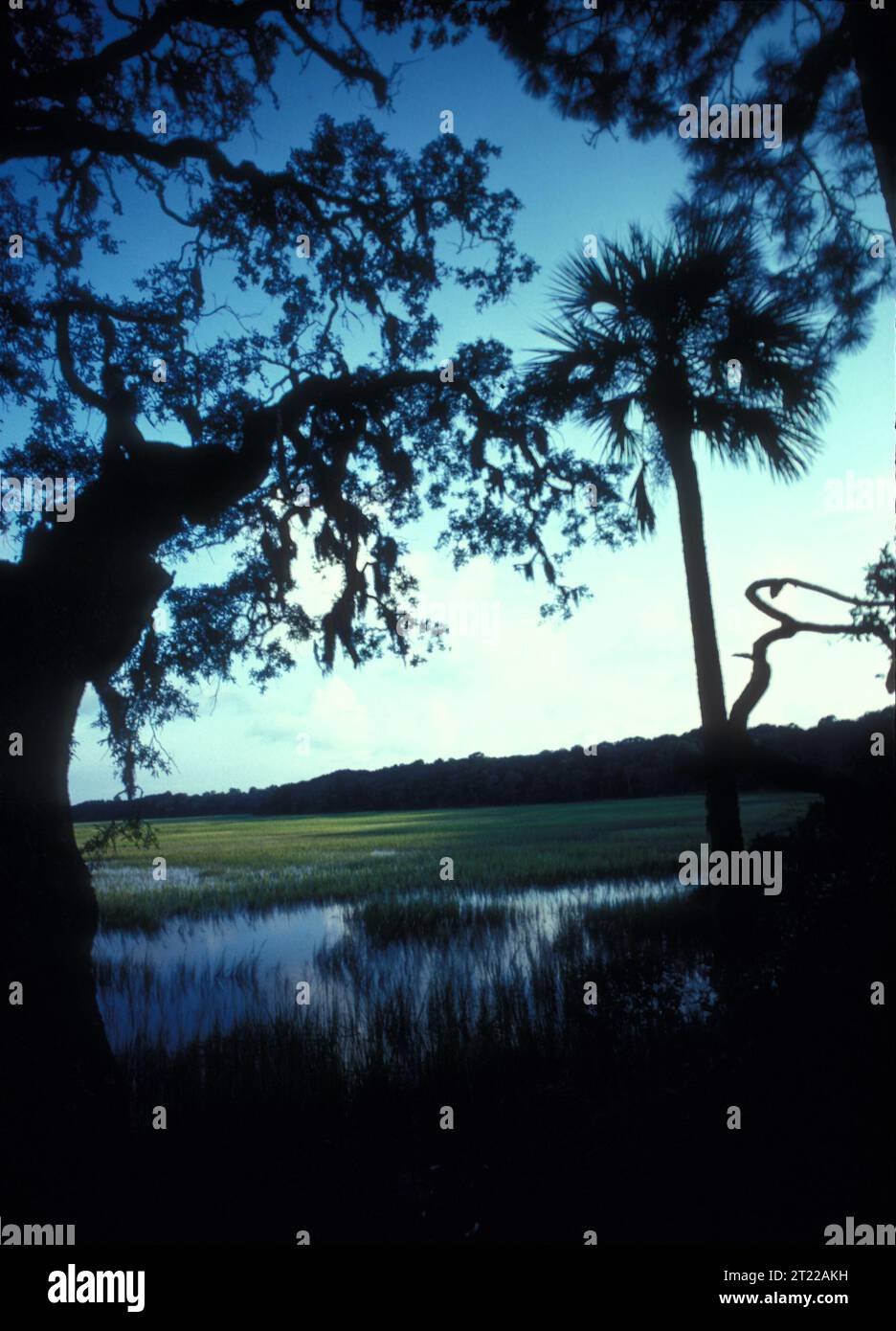 This view of the wetlands in Savannah, Georgia, captures the lush ...