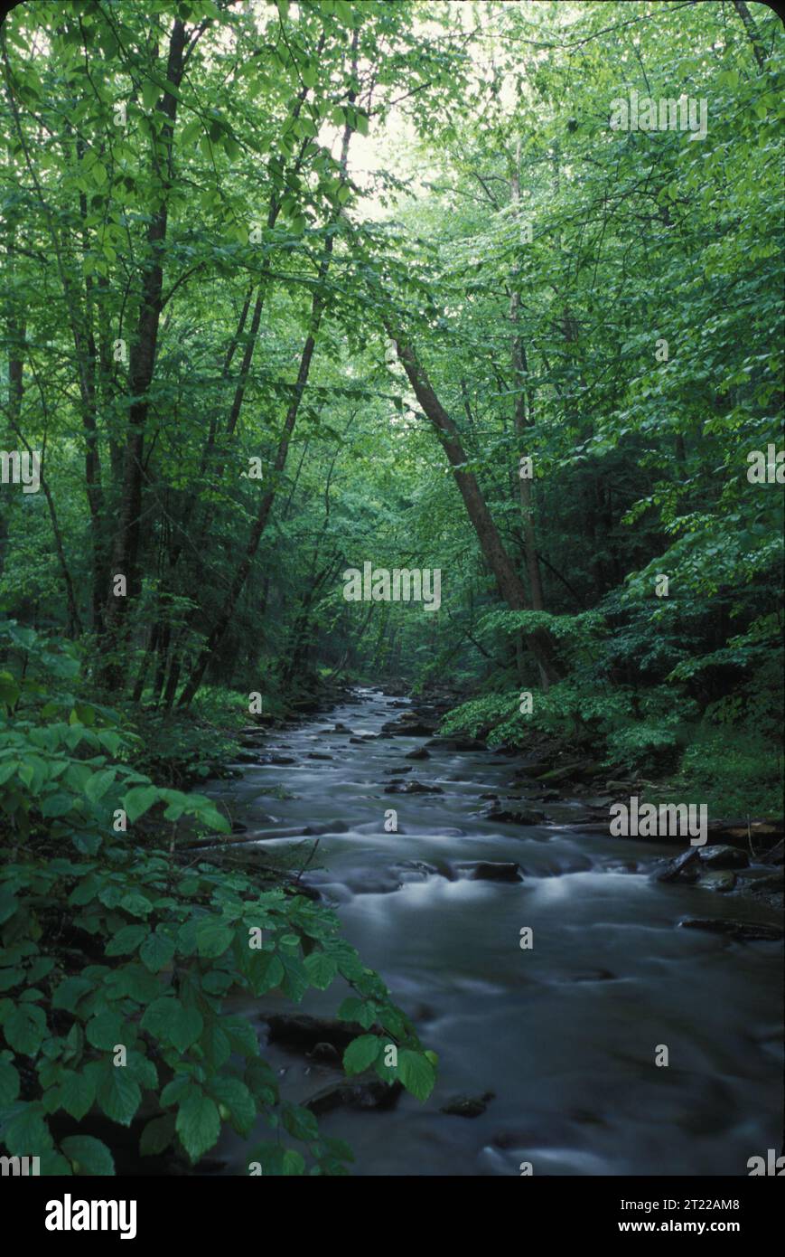 Shavers fork of the cheat river hi-res stock photography and images - Alamy