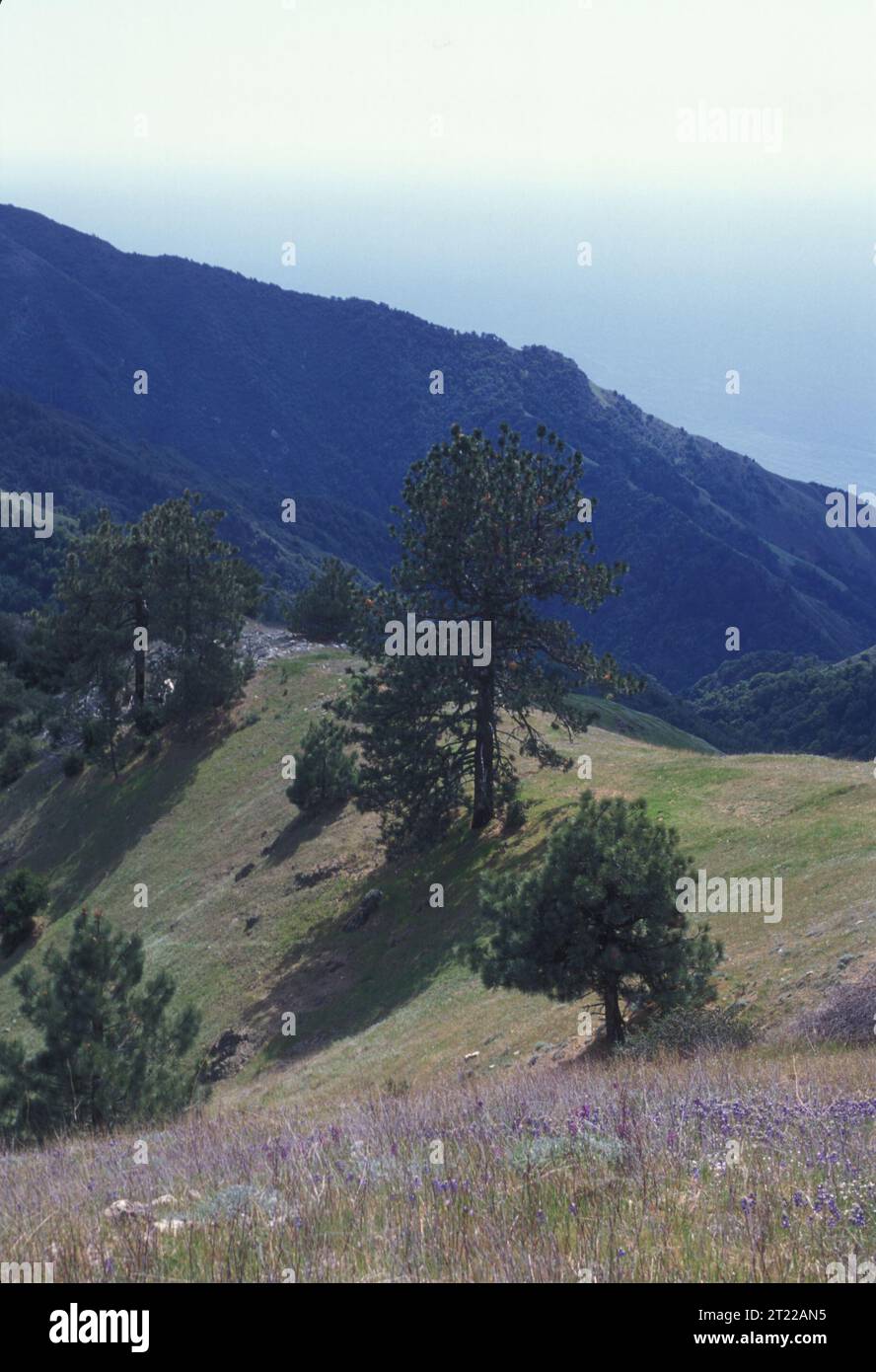 Californian condor habitat in Ventana Wilderness Area. Subjects: Birds ...