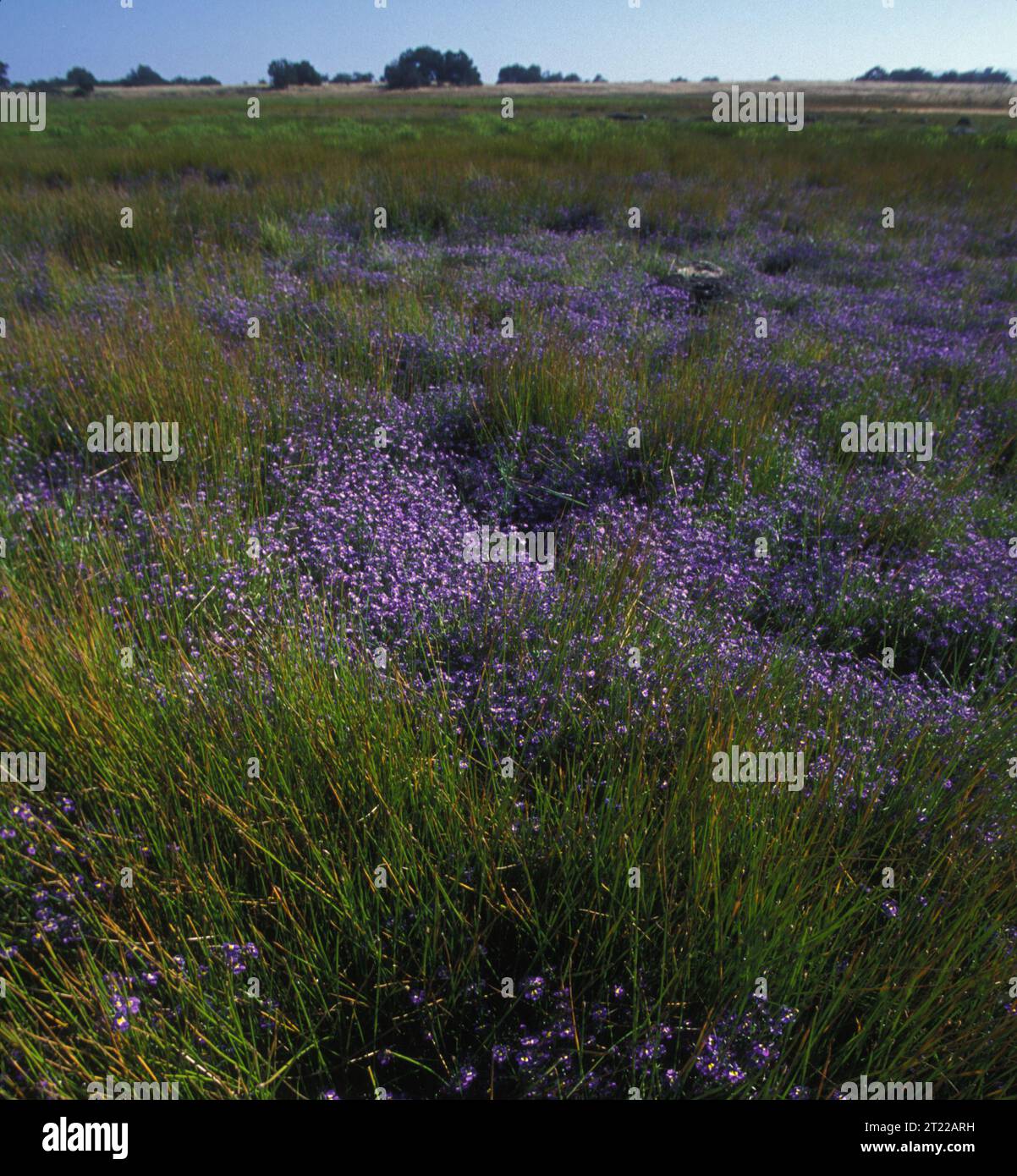 Native vegetation surrounds a vernal pool at Santa Rosa Plateau in ...