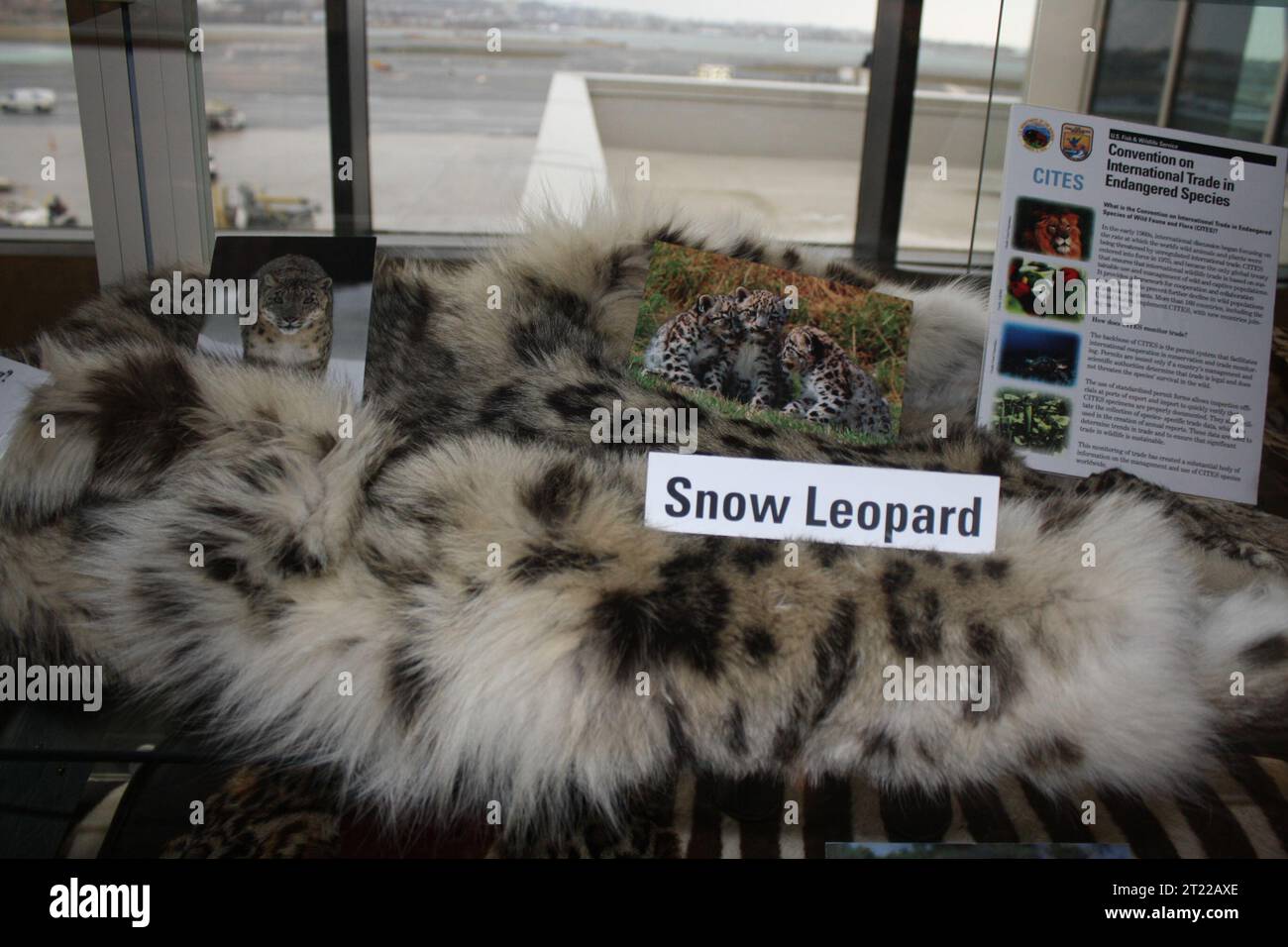 A snow leopard skin on display as part of the Service's "Buyer Beware ...