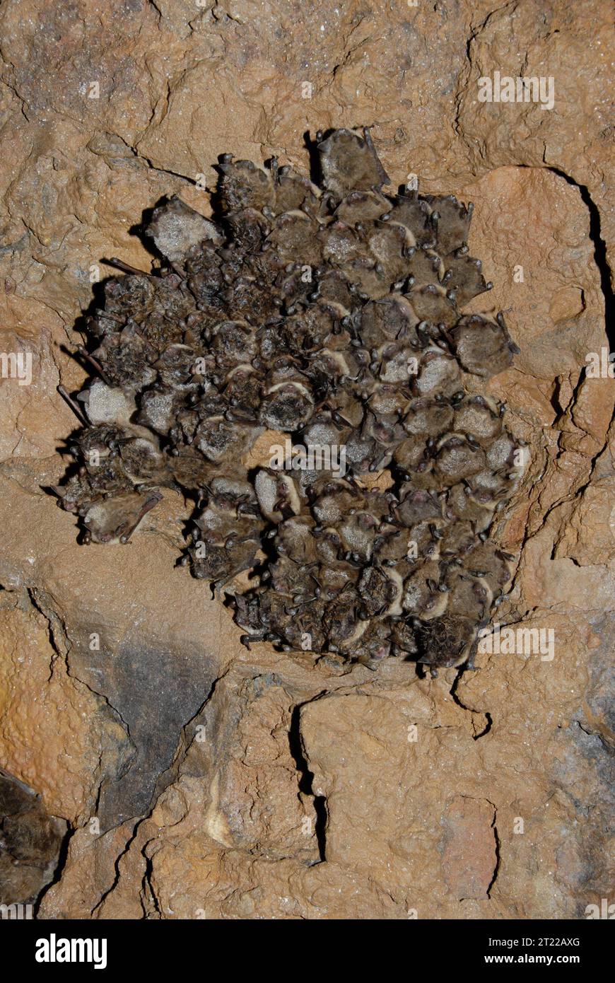 Cluster of little brown bats hi-res stock photography and images - Alamy
