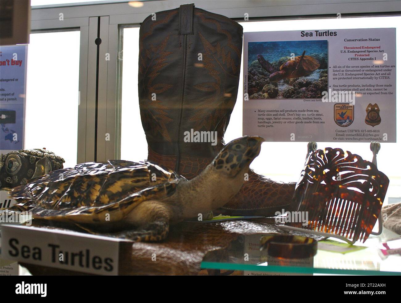 Sea turtle products on display as part of the Service's "Buyer Beware ...