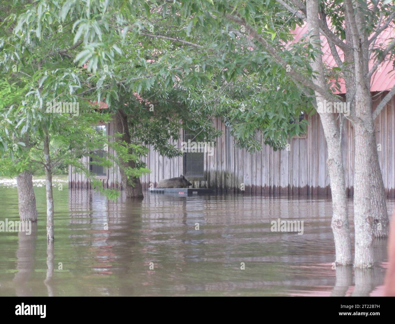 Feral hog city hi-res stock photography and images - Alamy