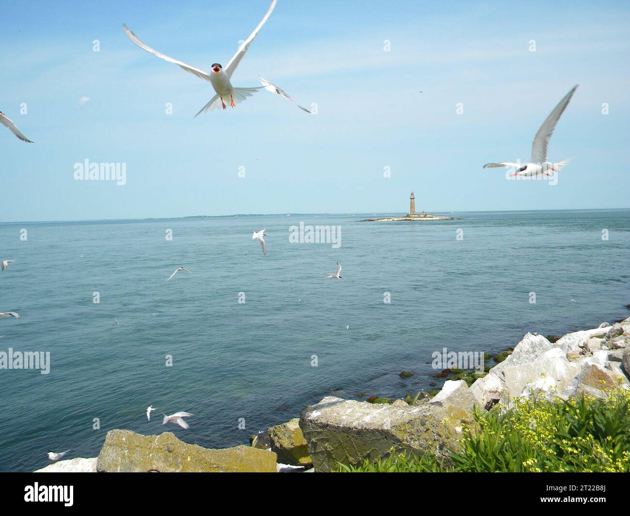 Roseate terns in flight at Great Gull Island, New York. A lighthouse on ...