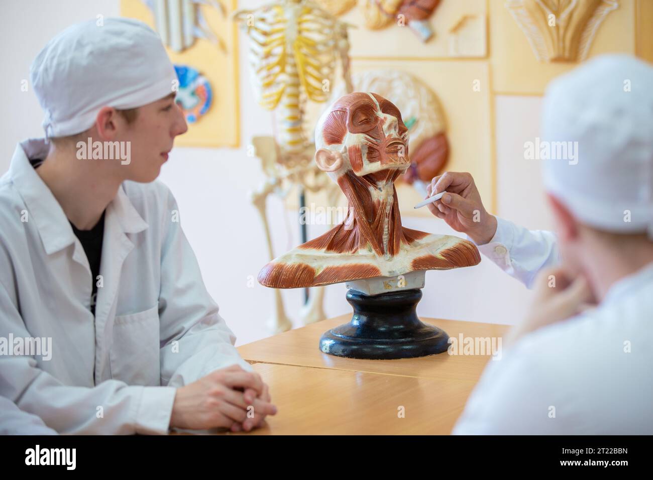 Students of the medical university examine the model of the anatomy of ...