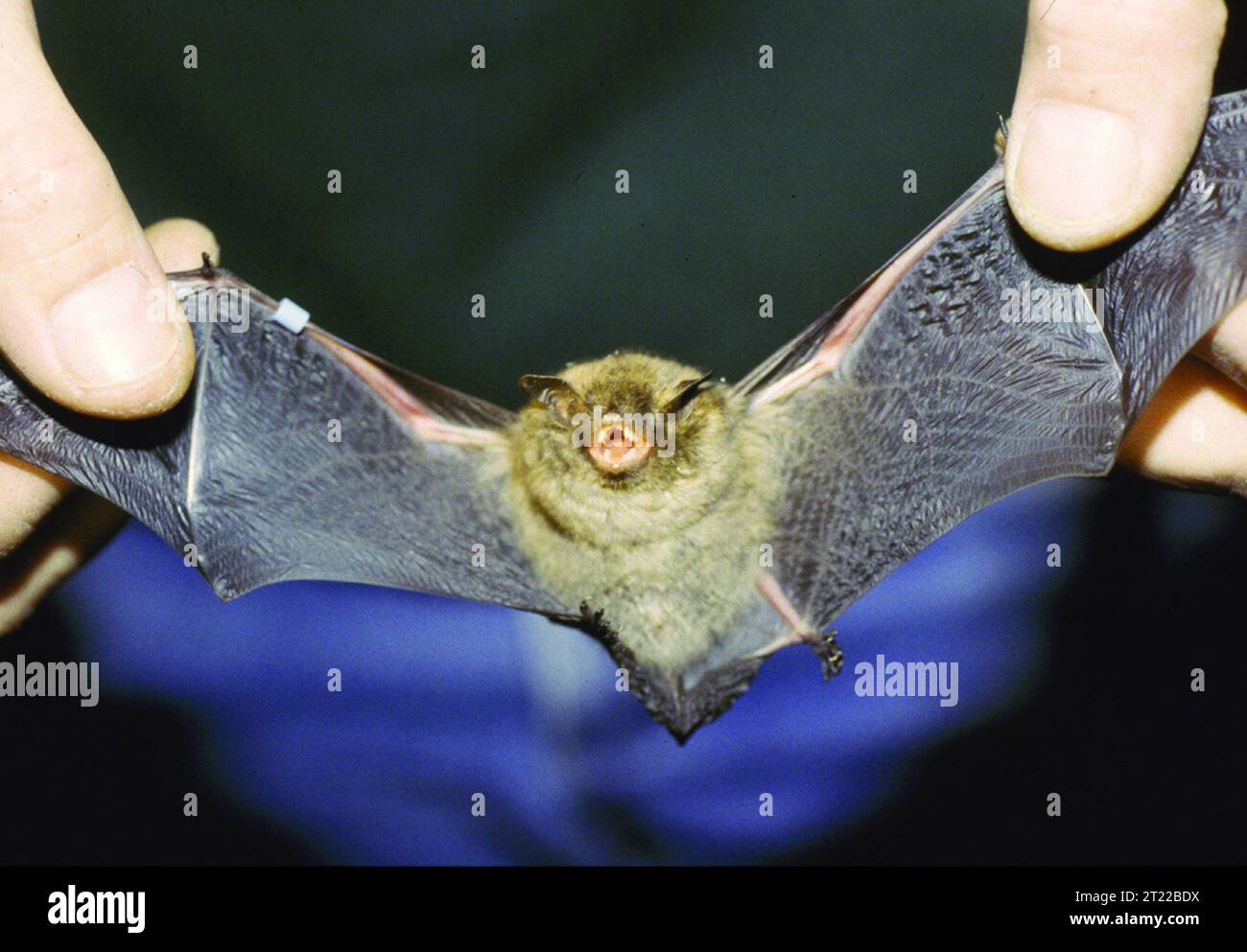 The Indiana bat, an endangered species, is a small mammal dependent on ...