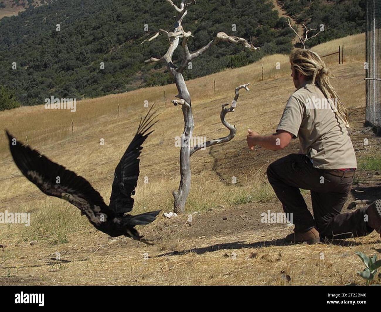 USFWS wildlife biologists manage California Condor populations ...