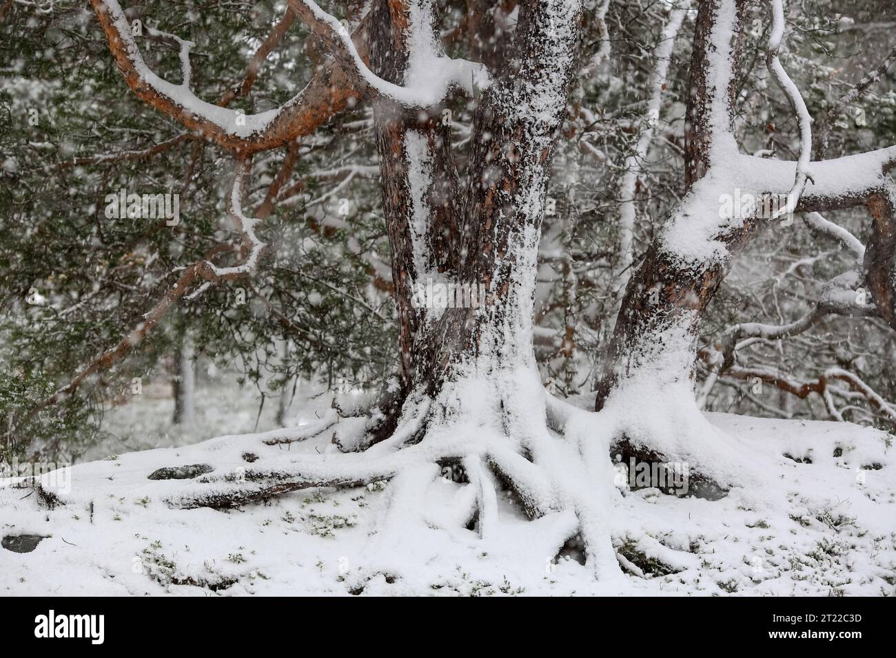 First snowfall in October, pine trees covered with snow after windy ...
