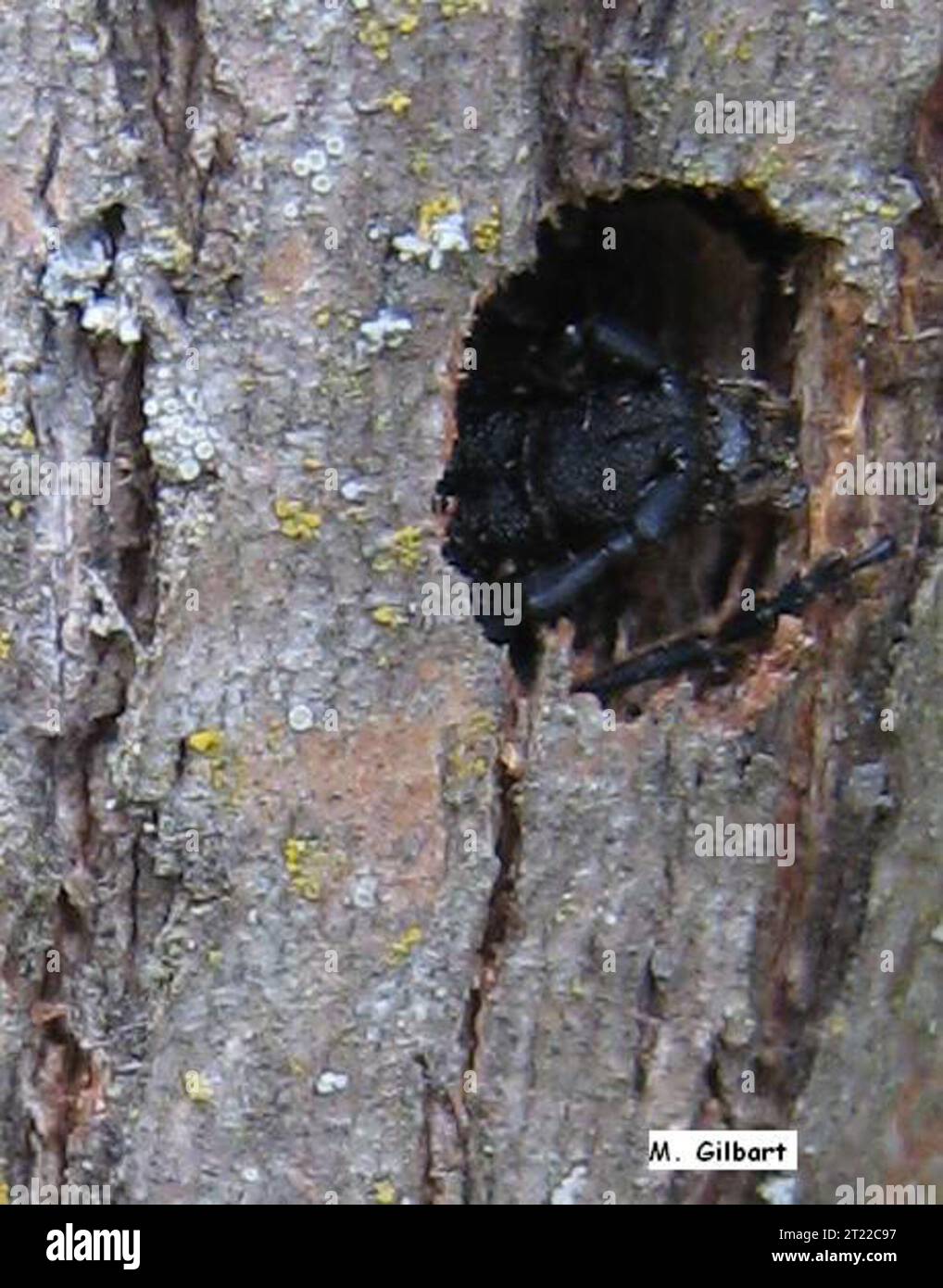 VELB female chewing exit hole in blue elderberry stem. Subjects ...