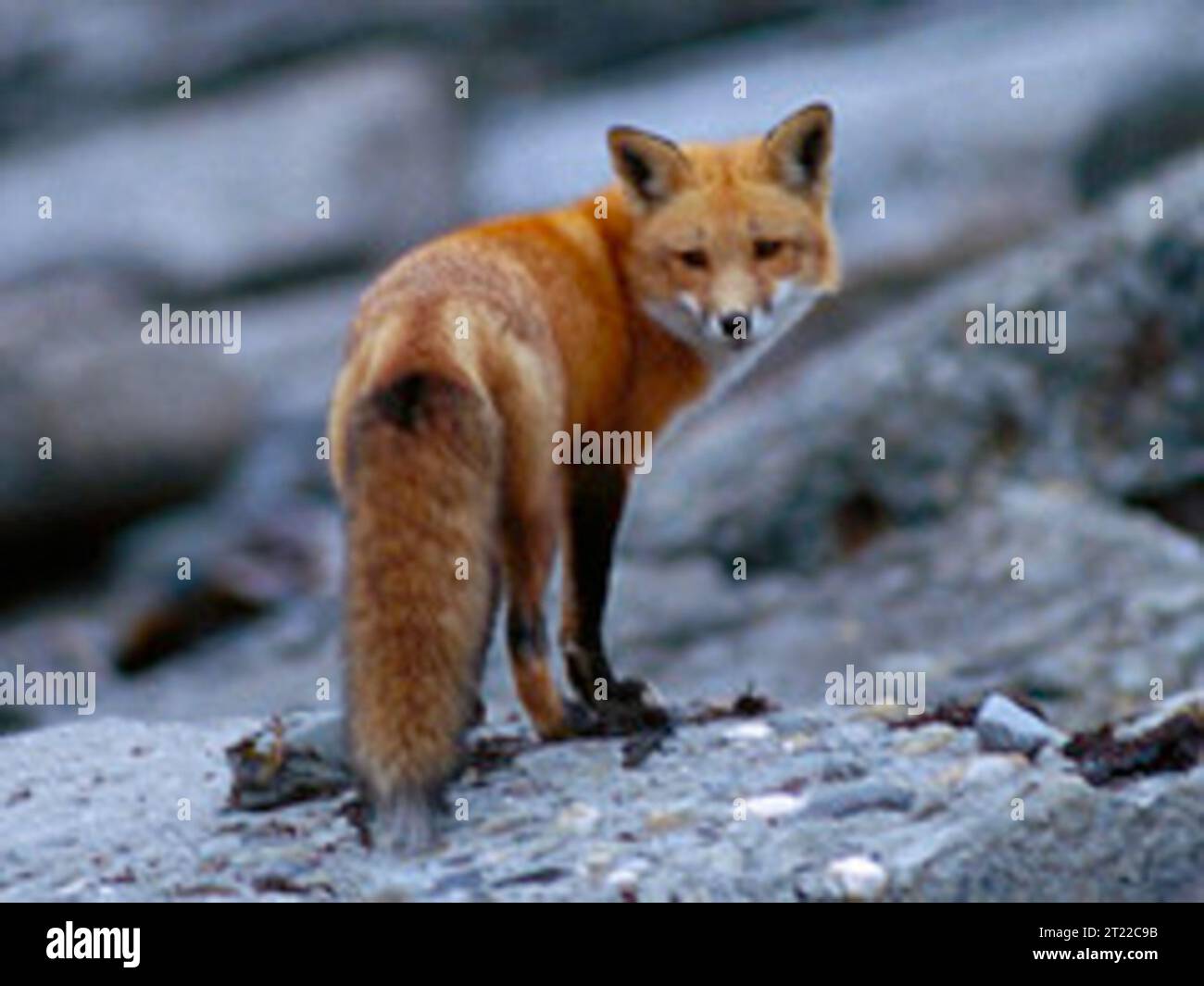 Red fox at Sachuest Point National Wildlife Refuge, RI. Subjects ...