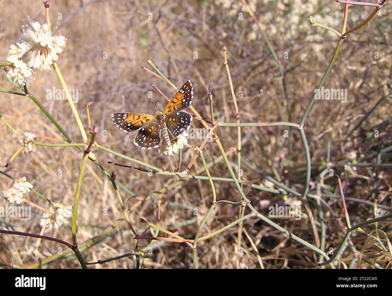 Lange's metalmark butterfly hi-res stock photography and images - Alamy