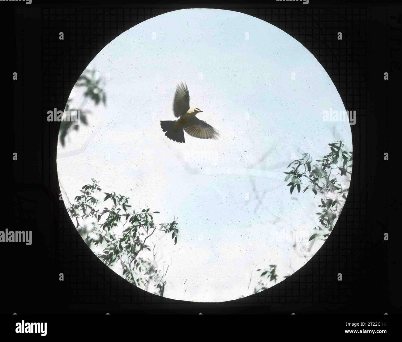Hand painted glass slide of a Killdeer in flight, taken by Finley and ...