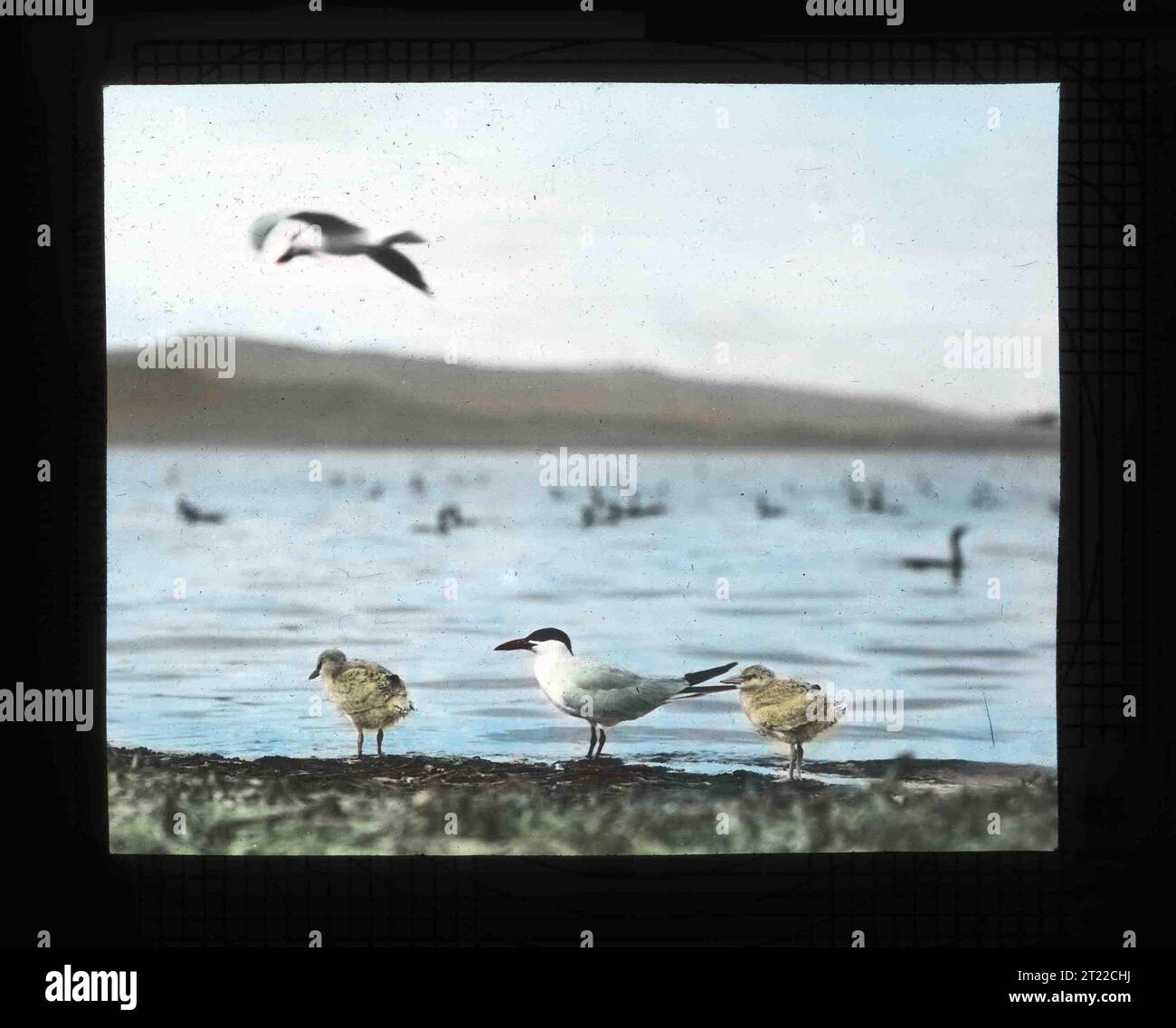 Hand painted glass slide of Caspian Tern's, young and old, at Klamath ...