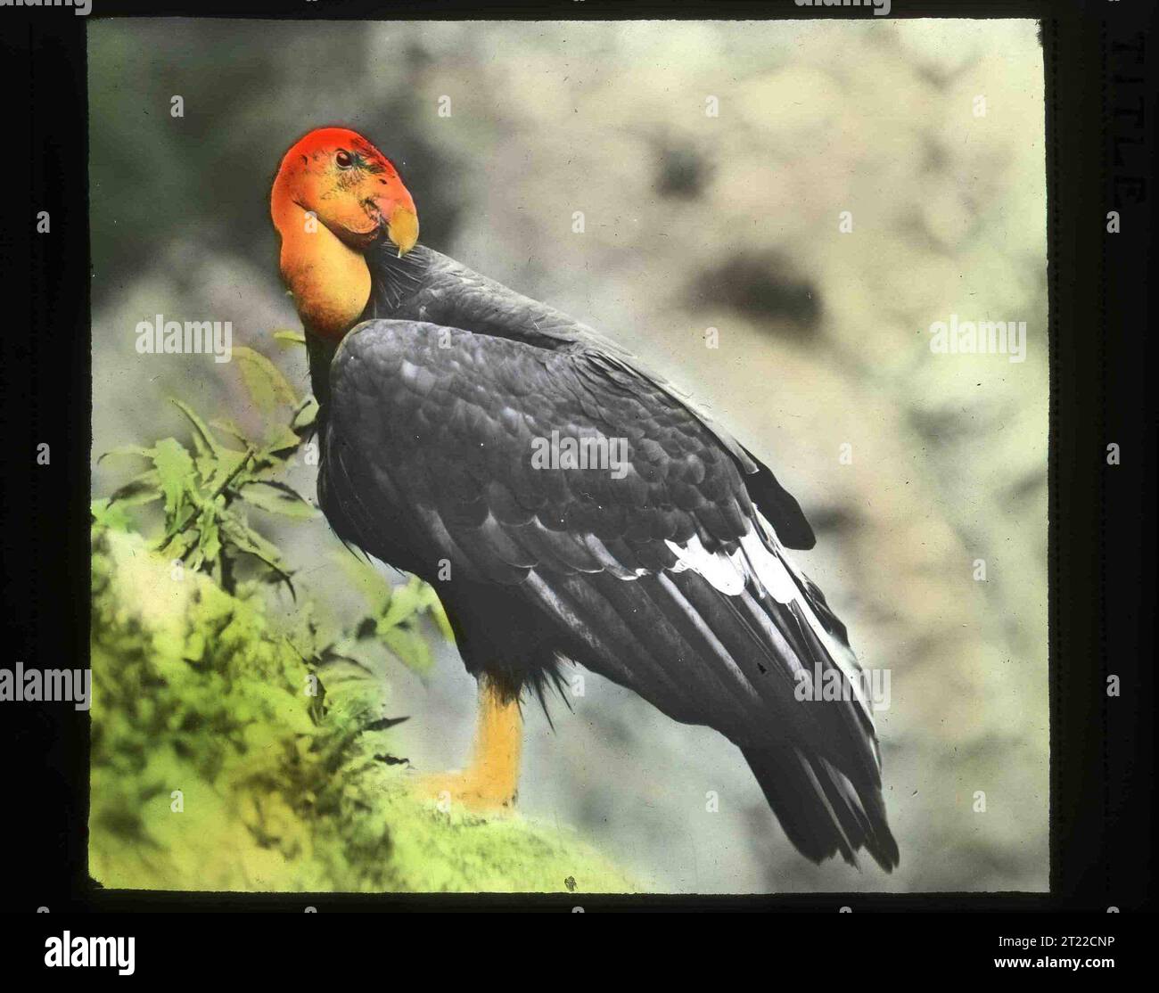 Hand painted glass slide by Finely and Bohlman of condor near nest site ...