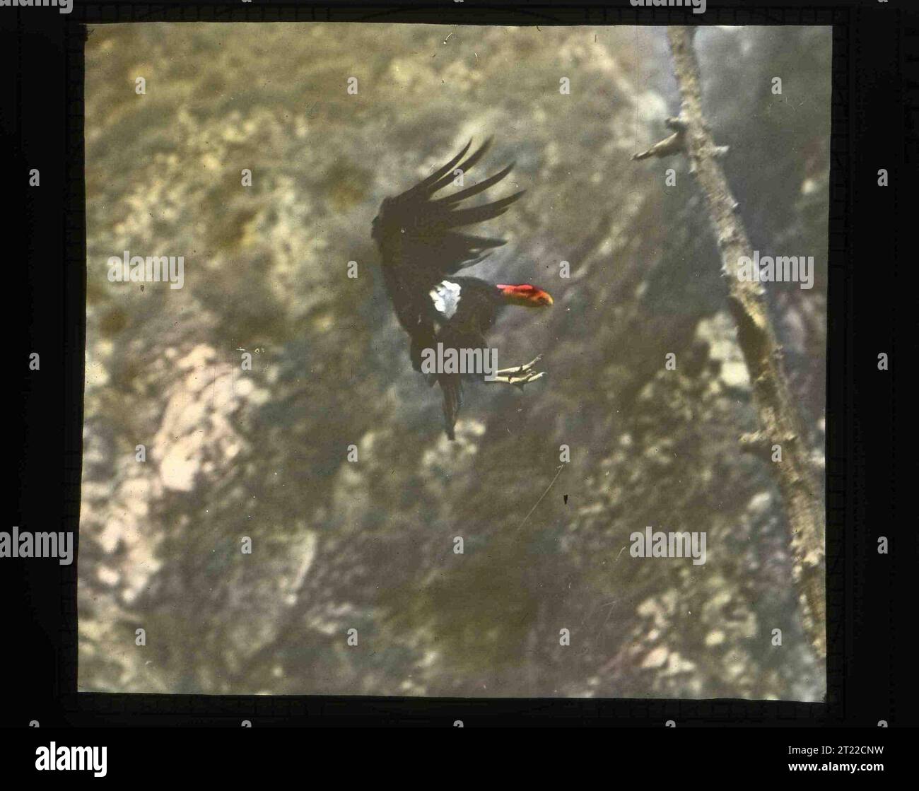 A rare action shot during the era this photograph was taken. Finley and ...