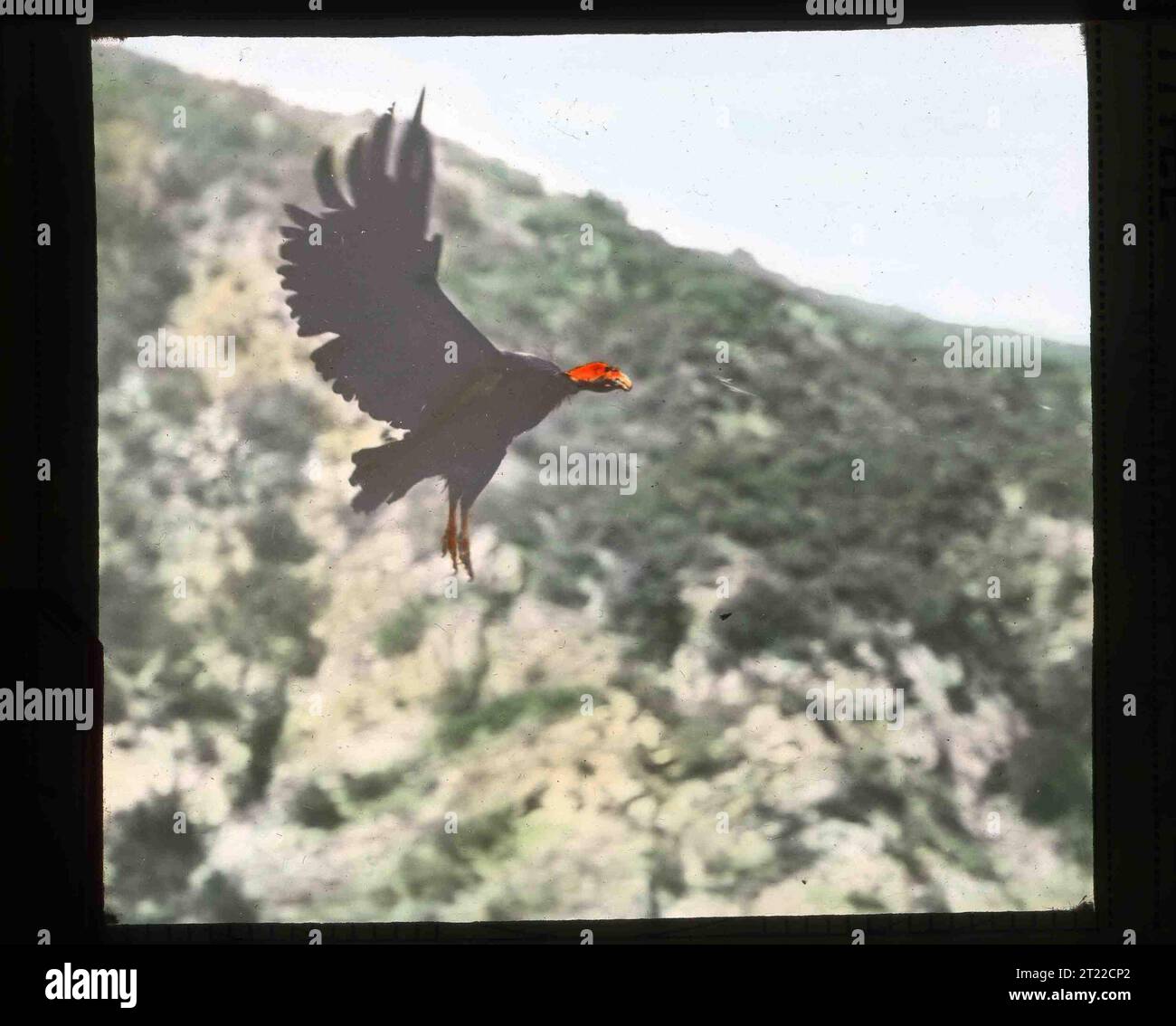 Finley and Bohlman captured this rare shot of a California condor in ...