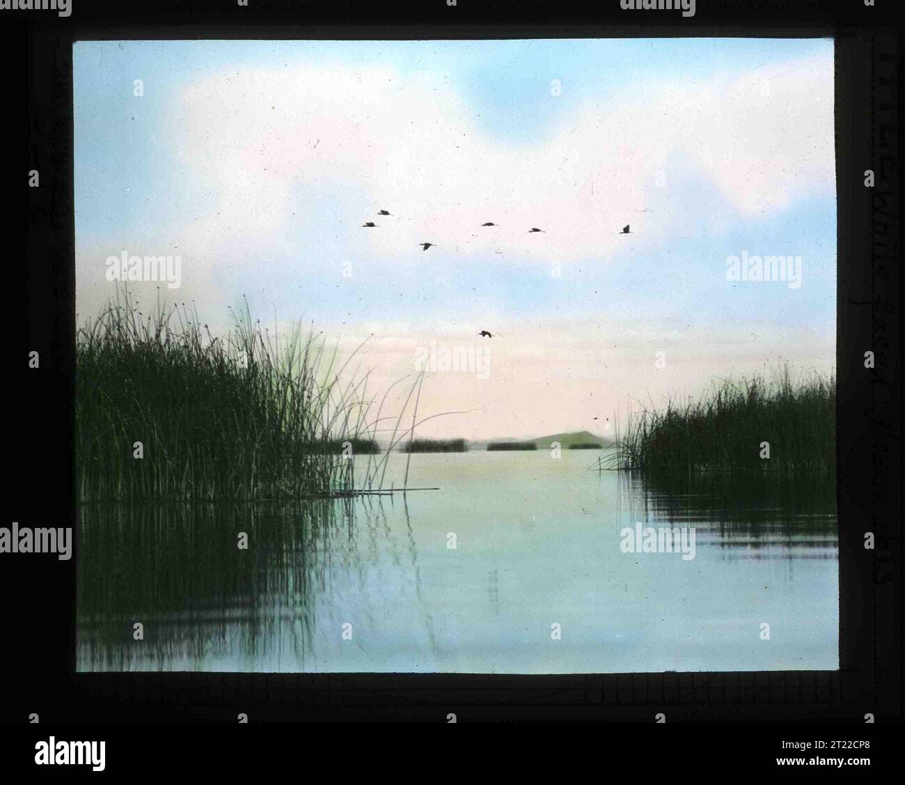 Finley and Bohlman's photographs of birds in flight at Klamath Marsh in ...