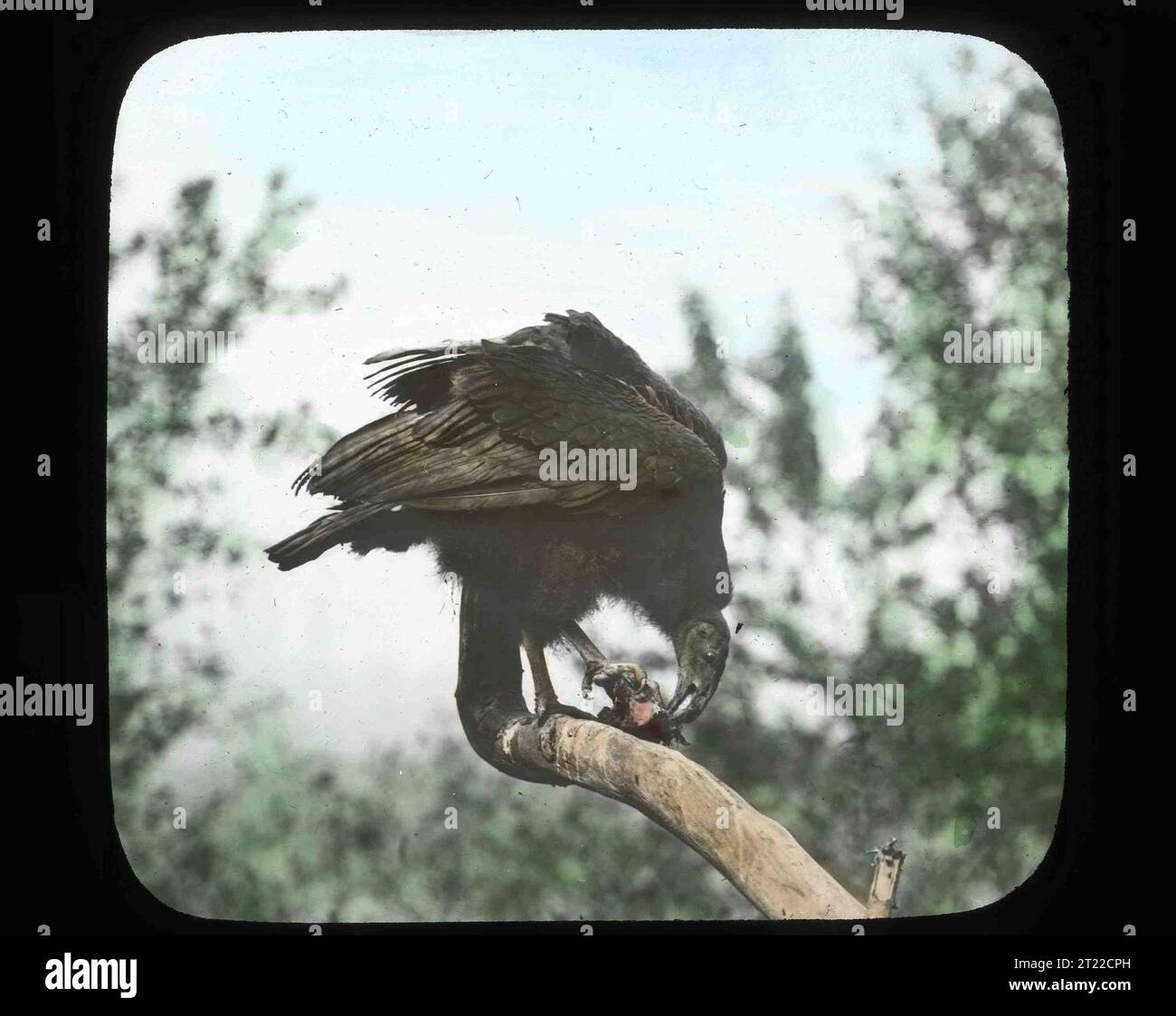 A California Condor is pictured perching and eating, part of Finley and ...
