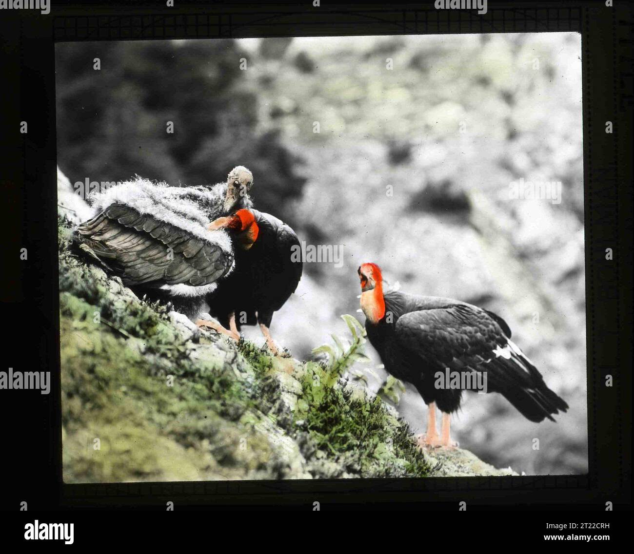 Condors depicted hi-res stock photography and images - Alamy