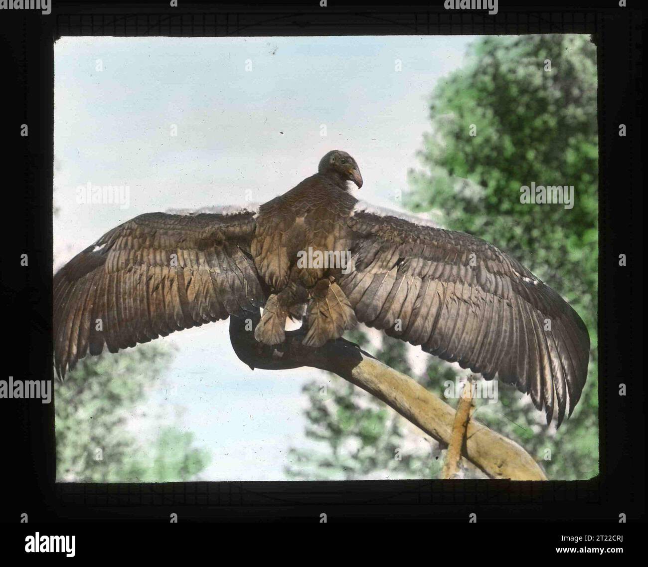 Why birds hi-res stock photography and images - Alamy