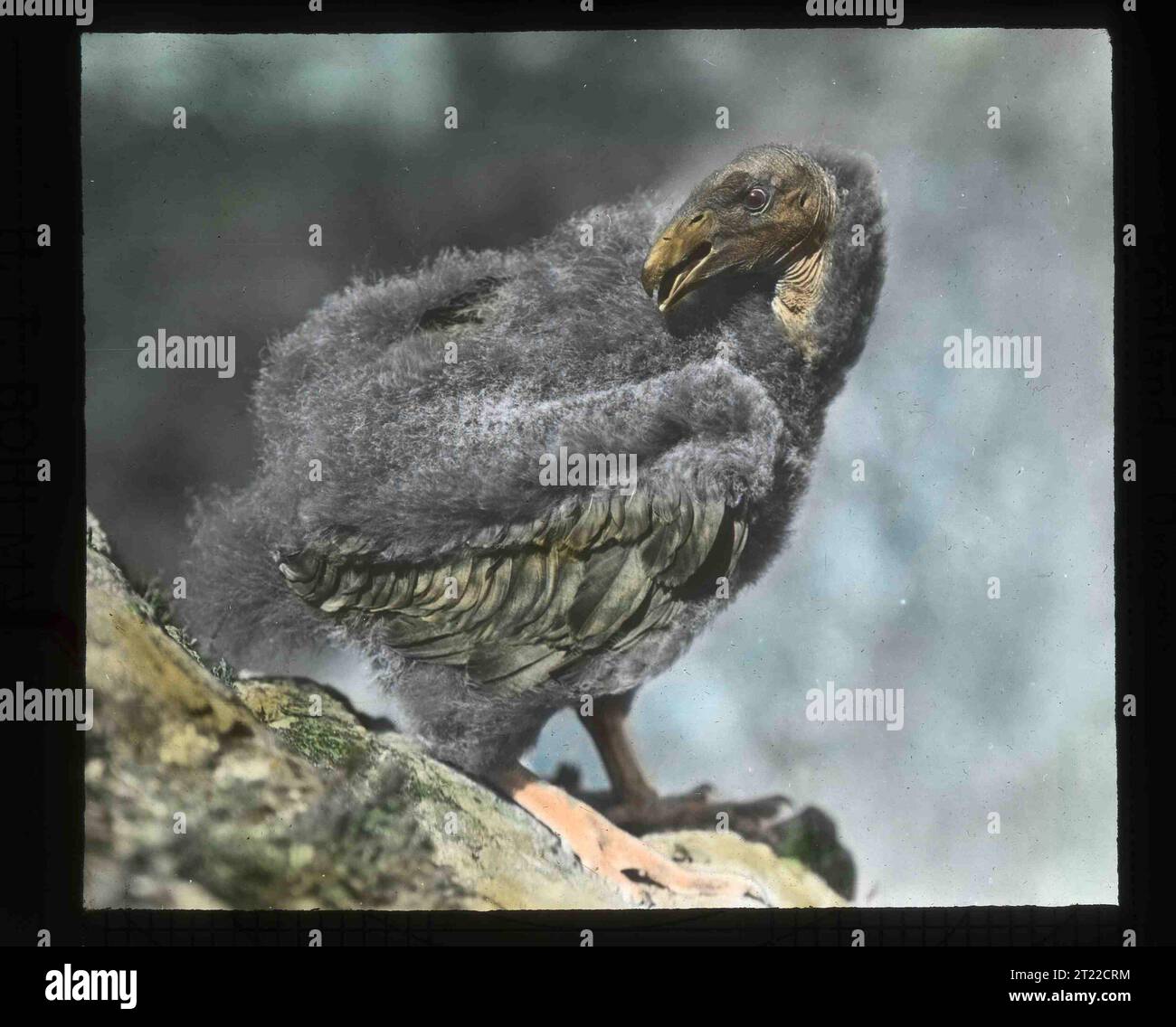 A young California condor hand painted glass slide by Finley and ...