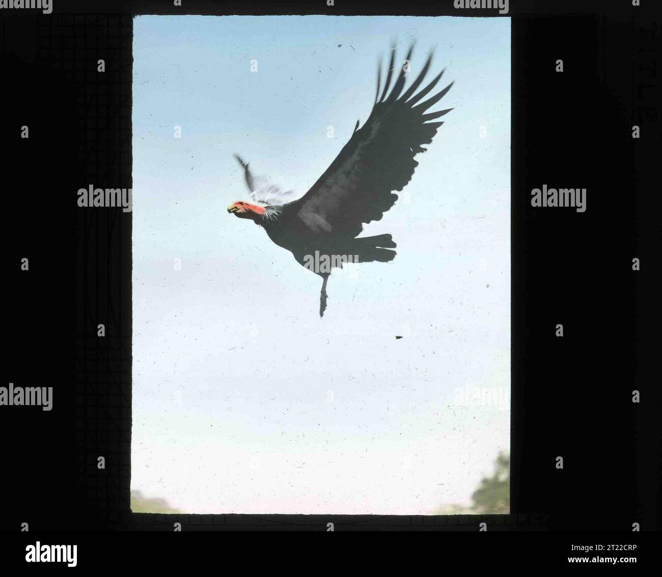 Rare to have action shots in this era of photography, Finley and ...