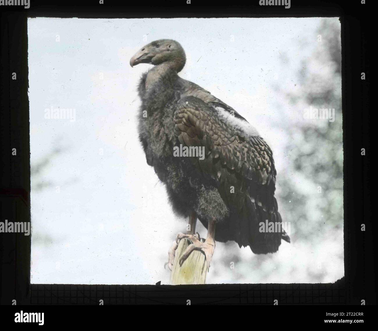 California condor perching. Hand painted glass slide by Finley and ...
