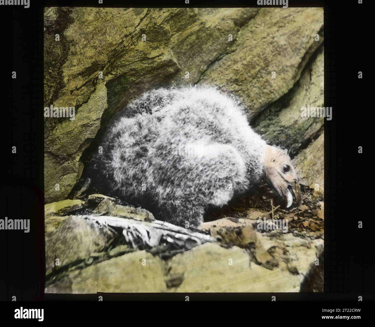 A young California condor chick nest nest in Los Angeles. Hand painted ...