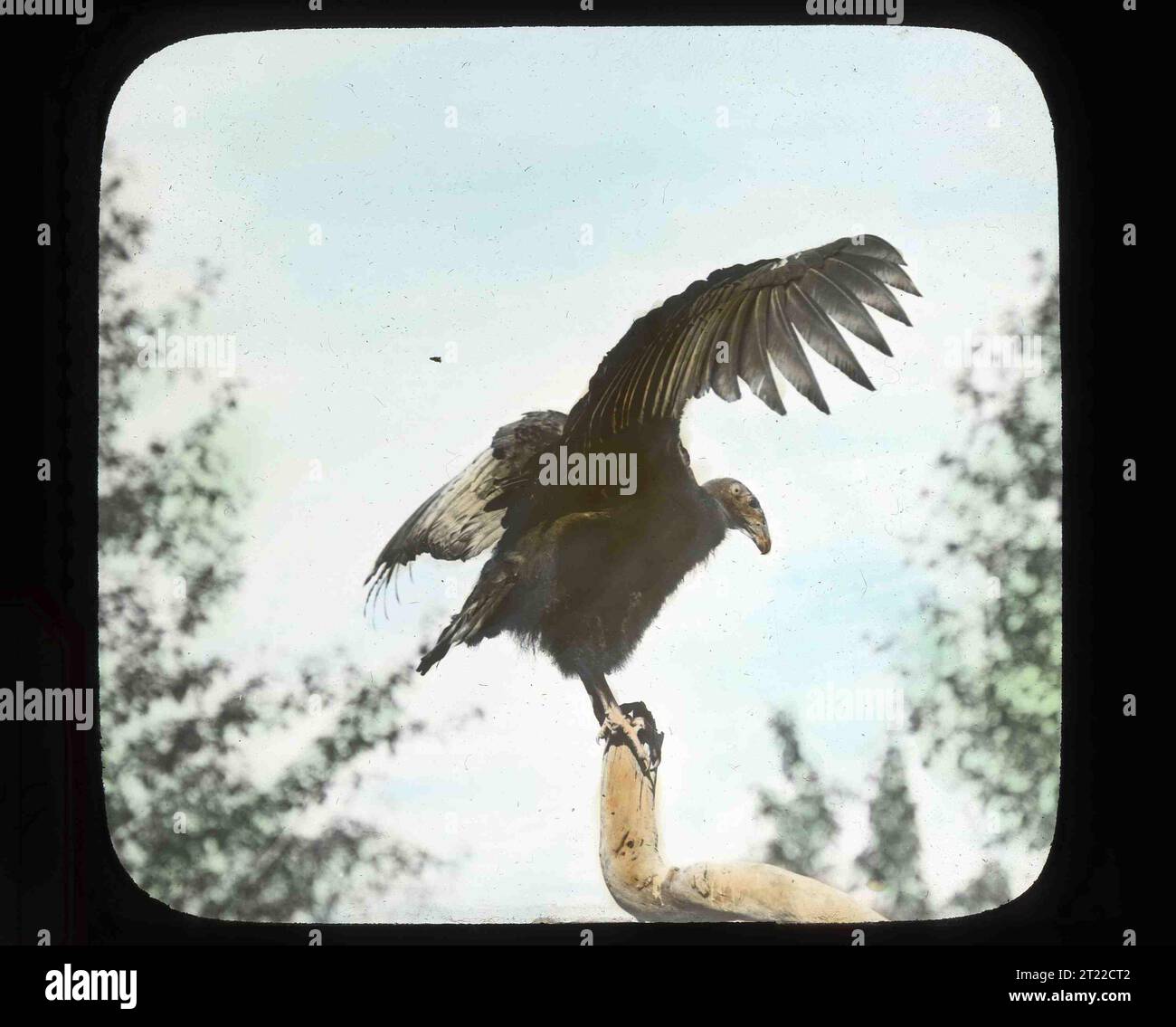 Rare action shot of Condor spreading its wings. Photo taken near condor ...