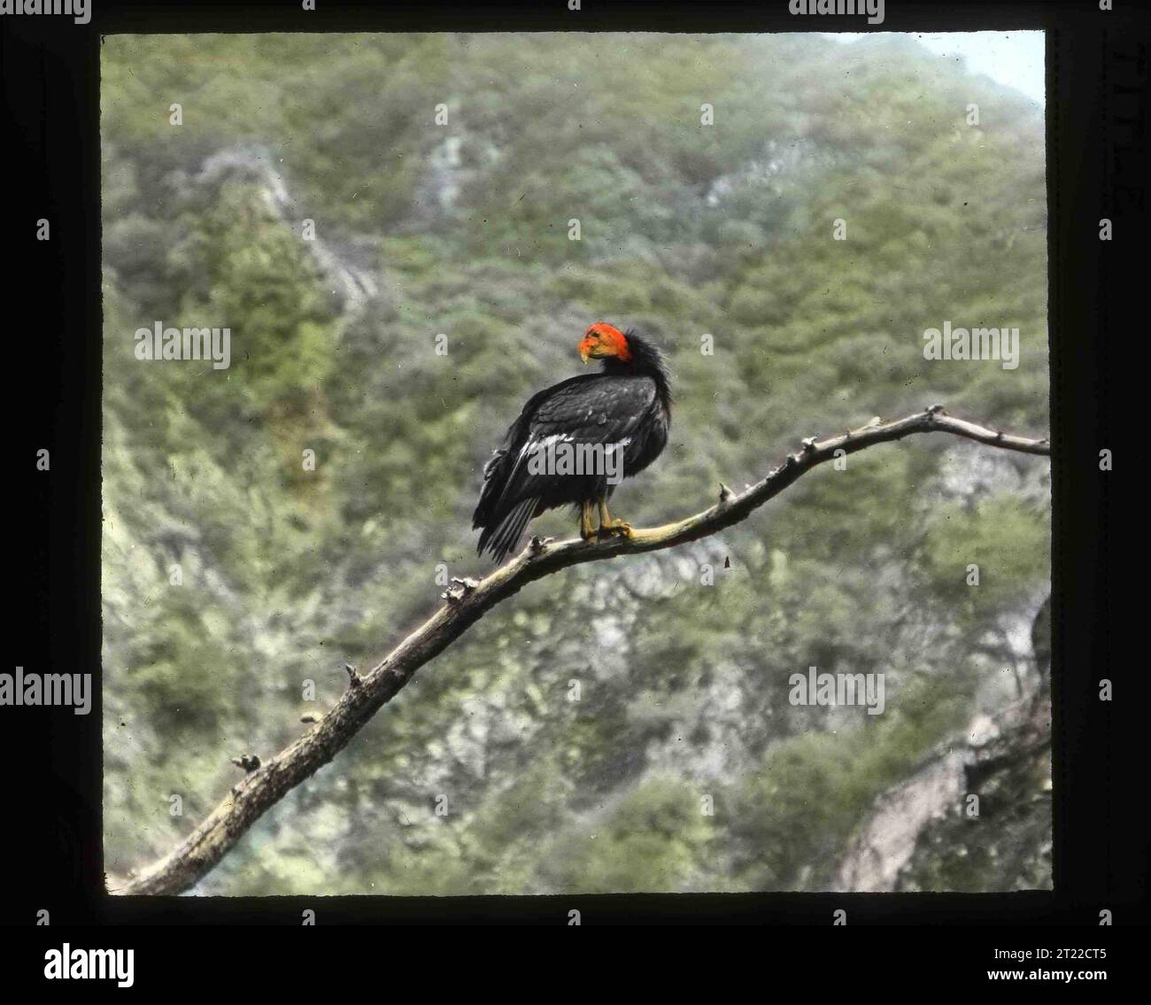 Condor perching in tree near nest site in Los Angeles. Part of Finley ...