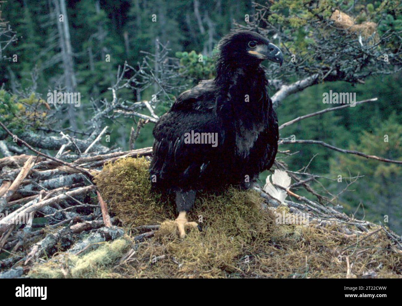 An eagle nestling, the juvenile form of a bald eagle, shown in a close ...
