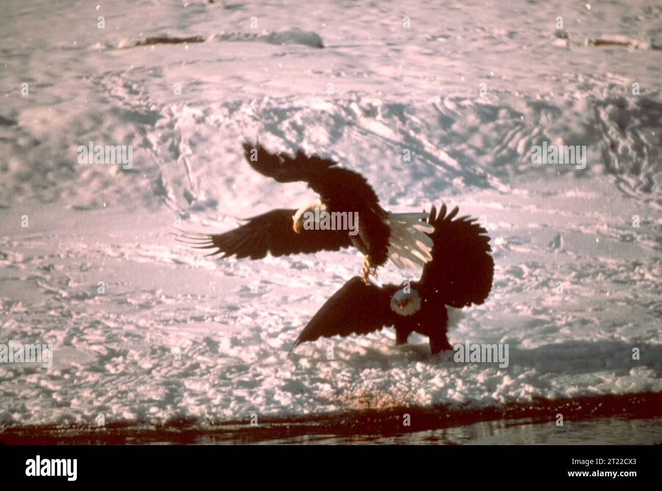 Two bald eagles stand on a snowy riverbank, showing the species ...